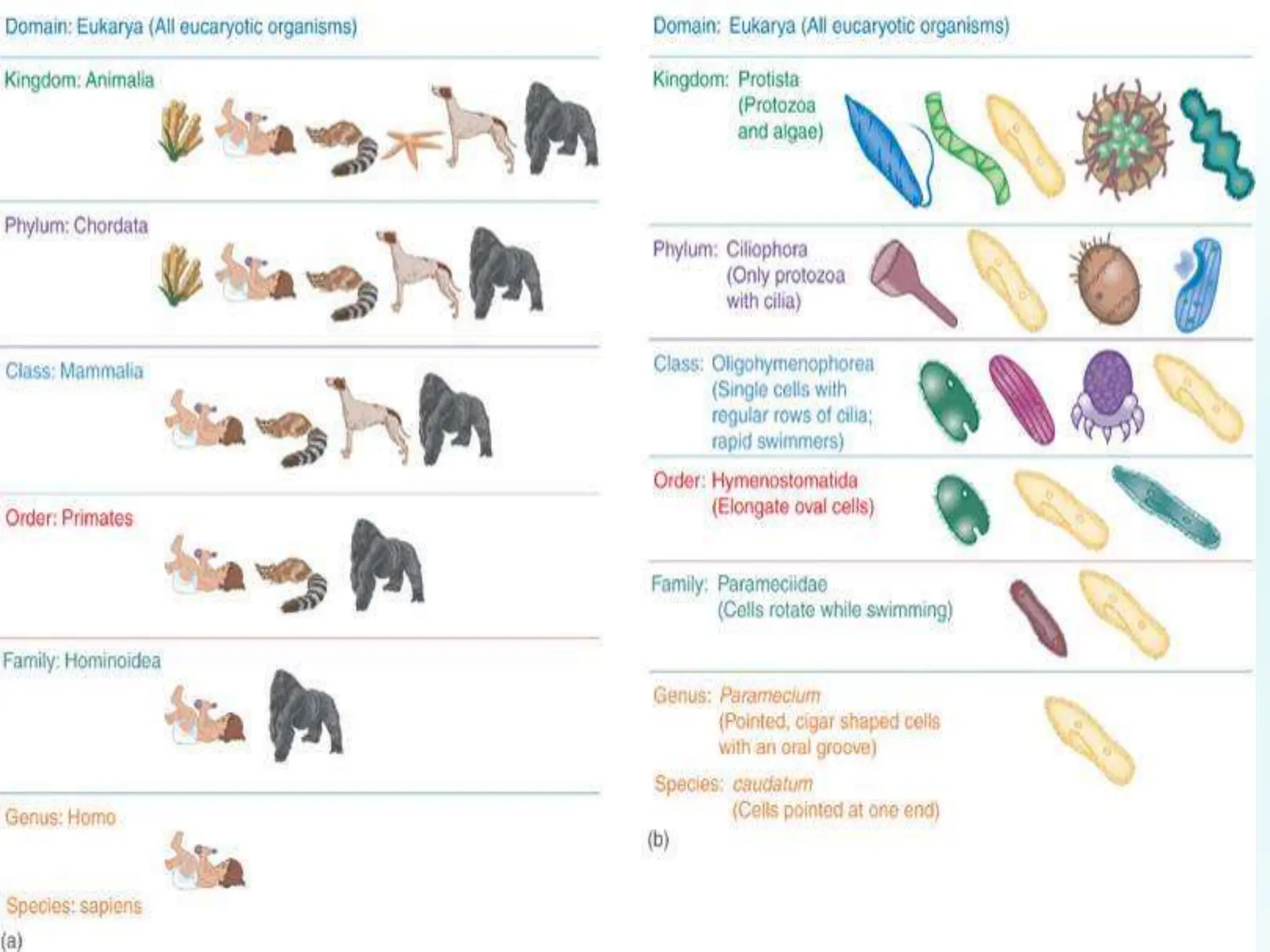 Bab keanekaragaman hayati, tentang materi ilu alamiah dasar | PPT