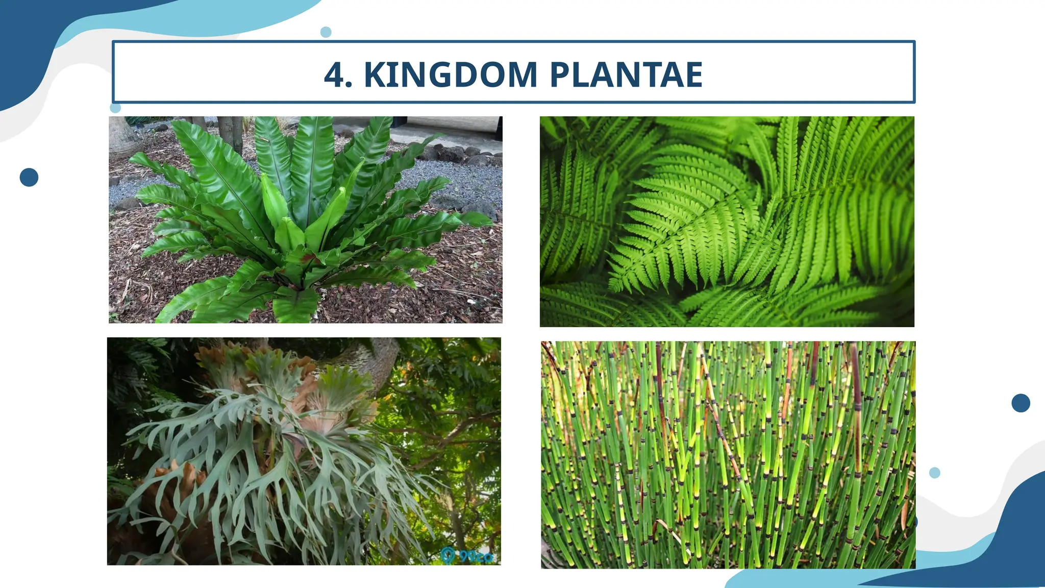 BAB 5 Klasifikasi Makhluk Hidup (5 Kingdom).pptx