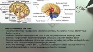 Long-Term Memory | PPTX