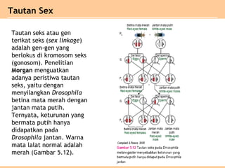 Bab 5 pola pola hereditas kelas XII SMA IPA | PPT