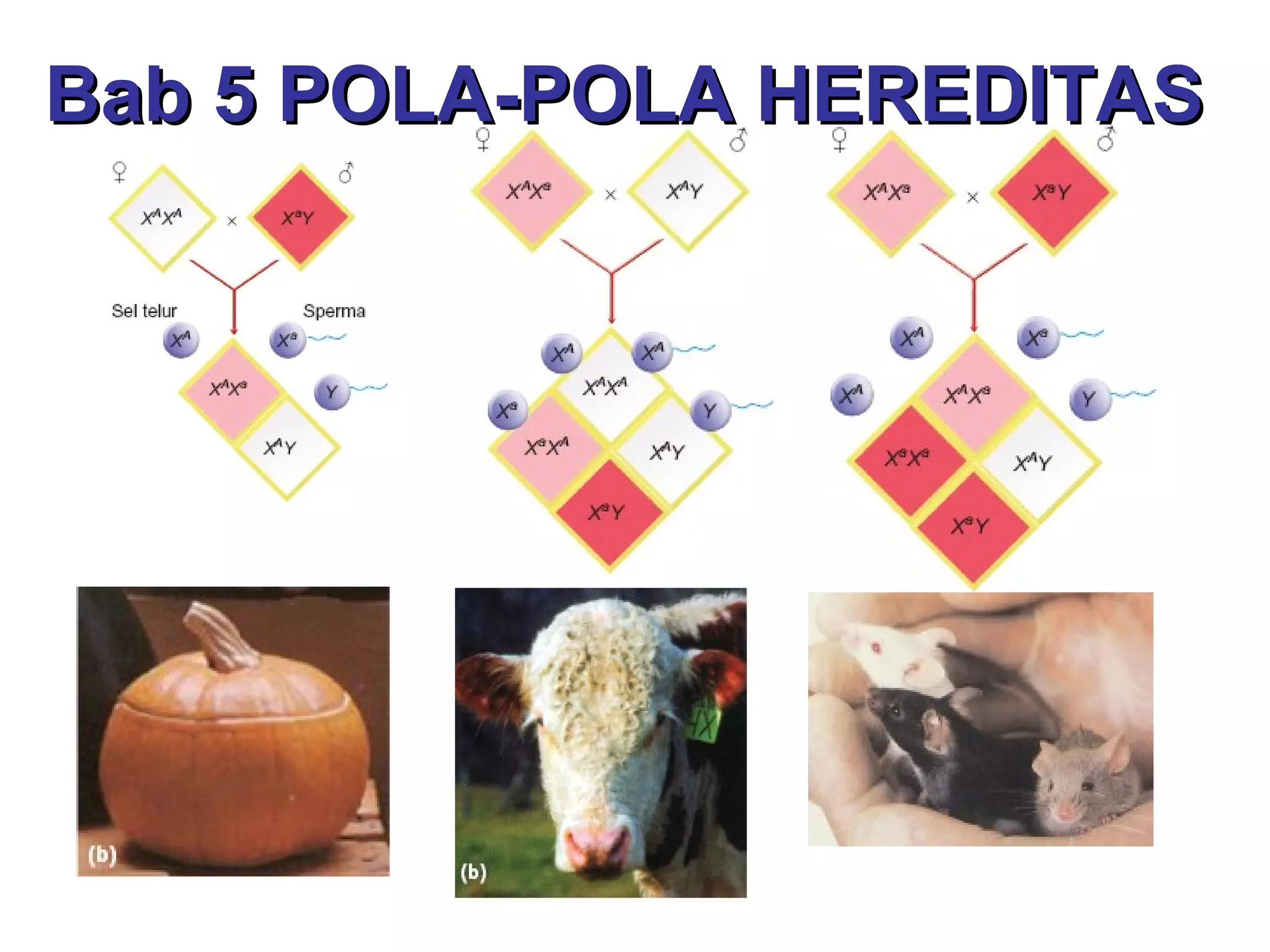 pola pola hereditas | PPT
