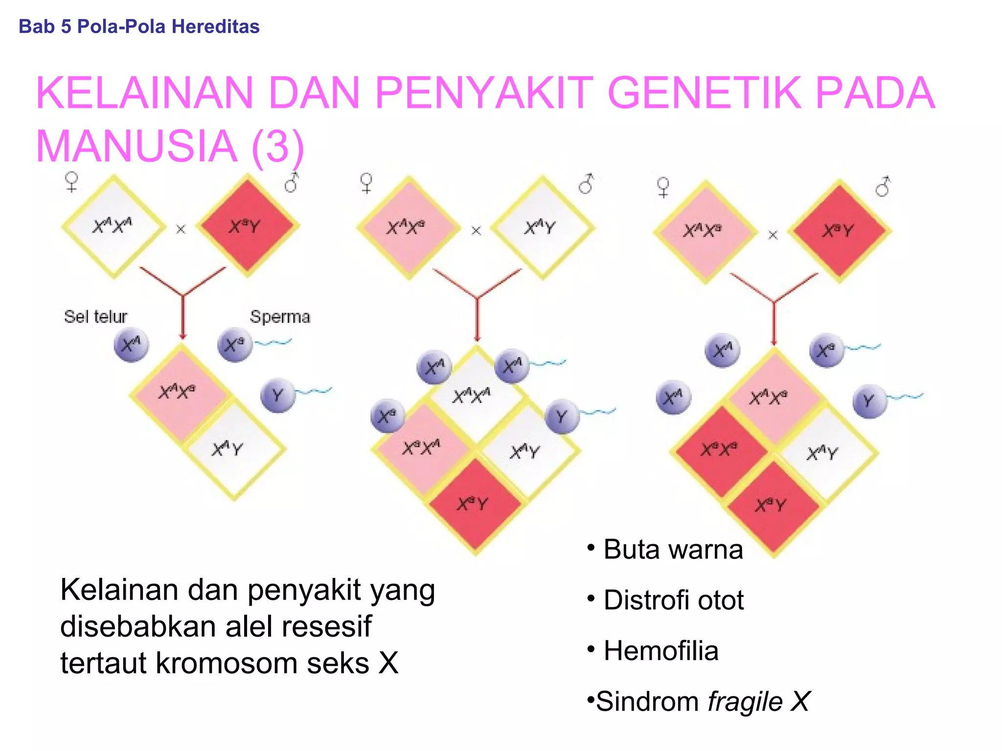 pola pola hereditas | PPT