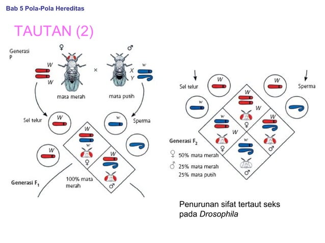Bab 5 pola pola hereditas | PPT