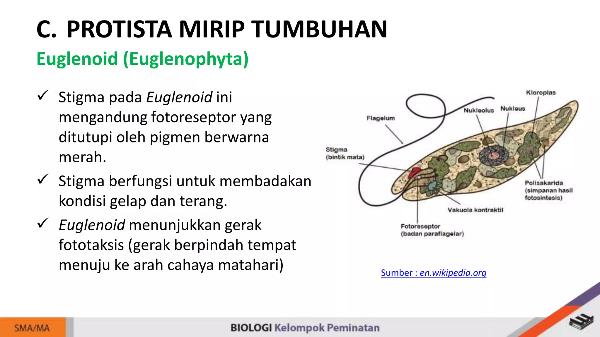 Protista .pptx
