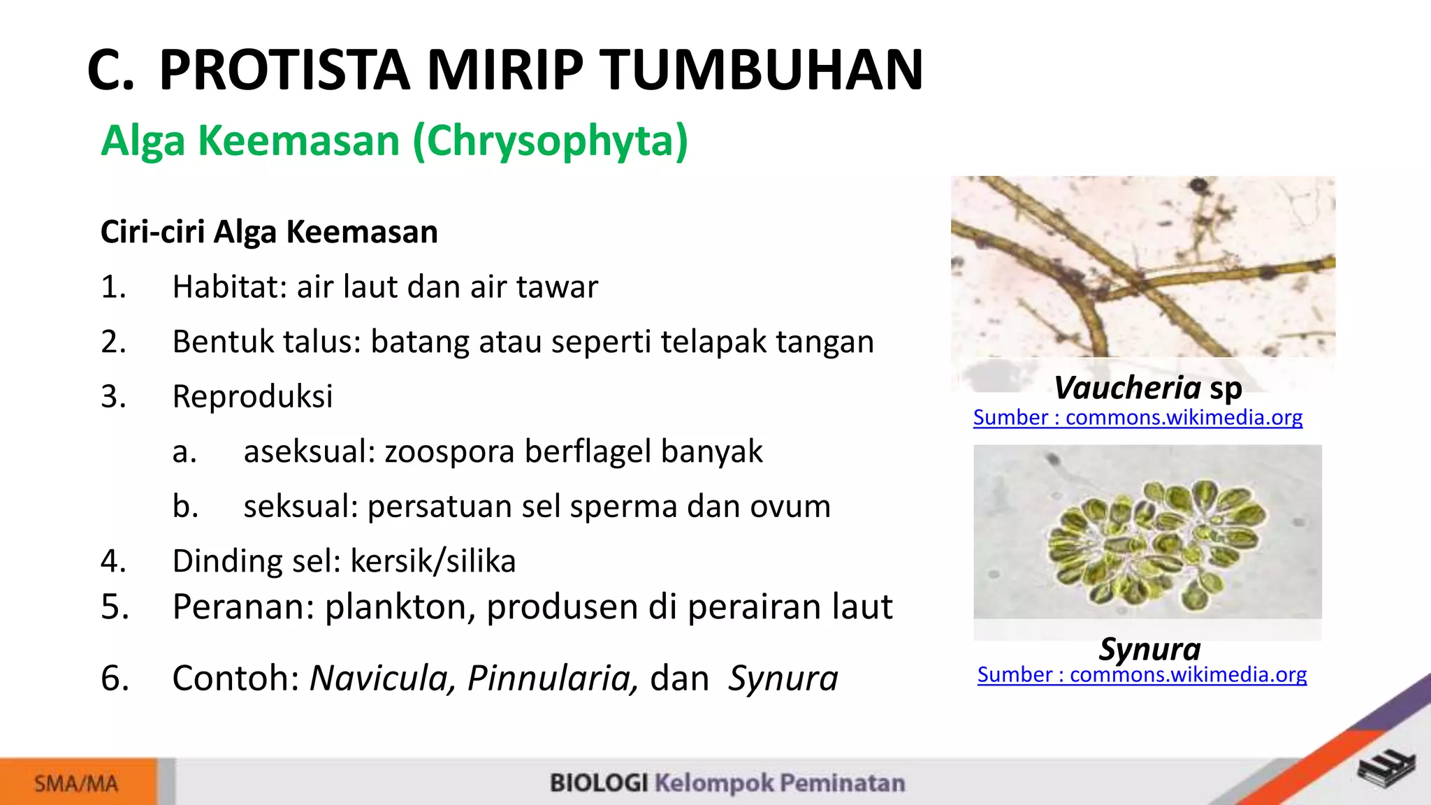 Protista .pptx