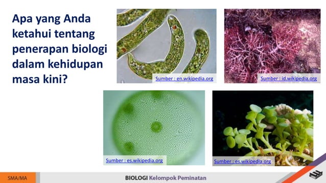 Protista .pptx