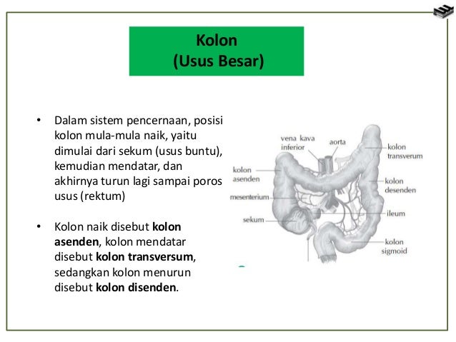 Bab 5 sistem pencernaan makanan