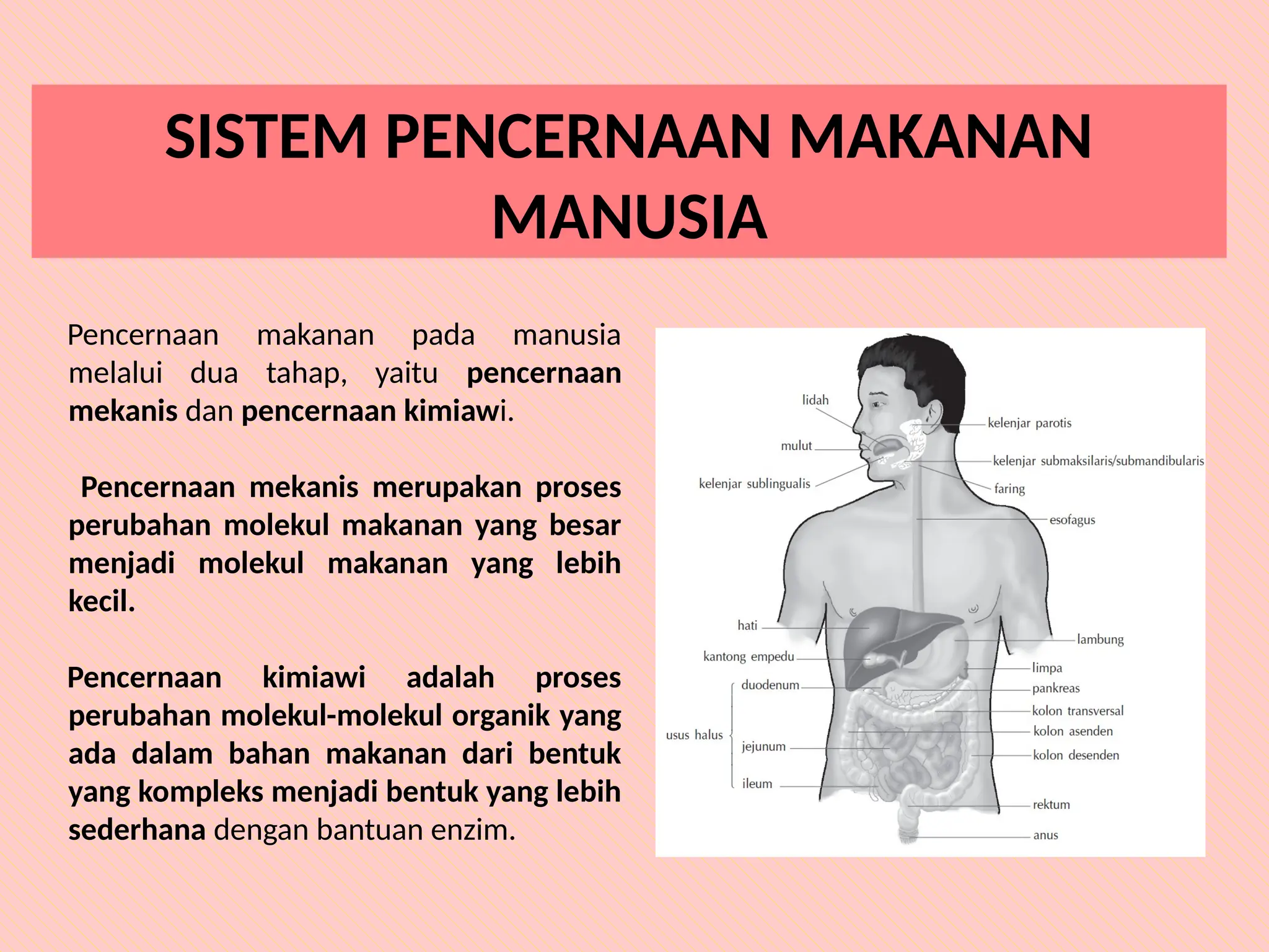 Sistem Pencernaan Makanan pada Manusia.pptx