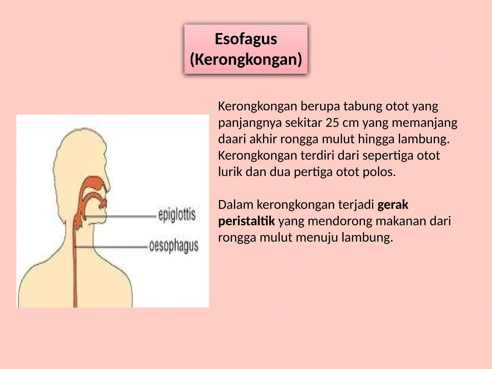 Sistem Pencernaan Makanan pada Manusia.pptx