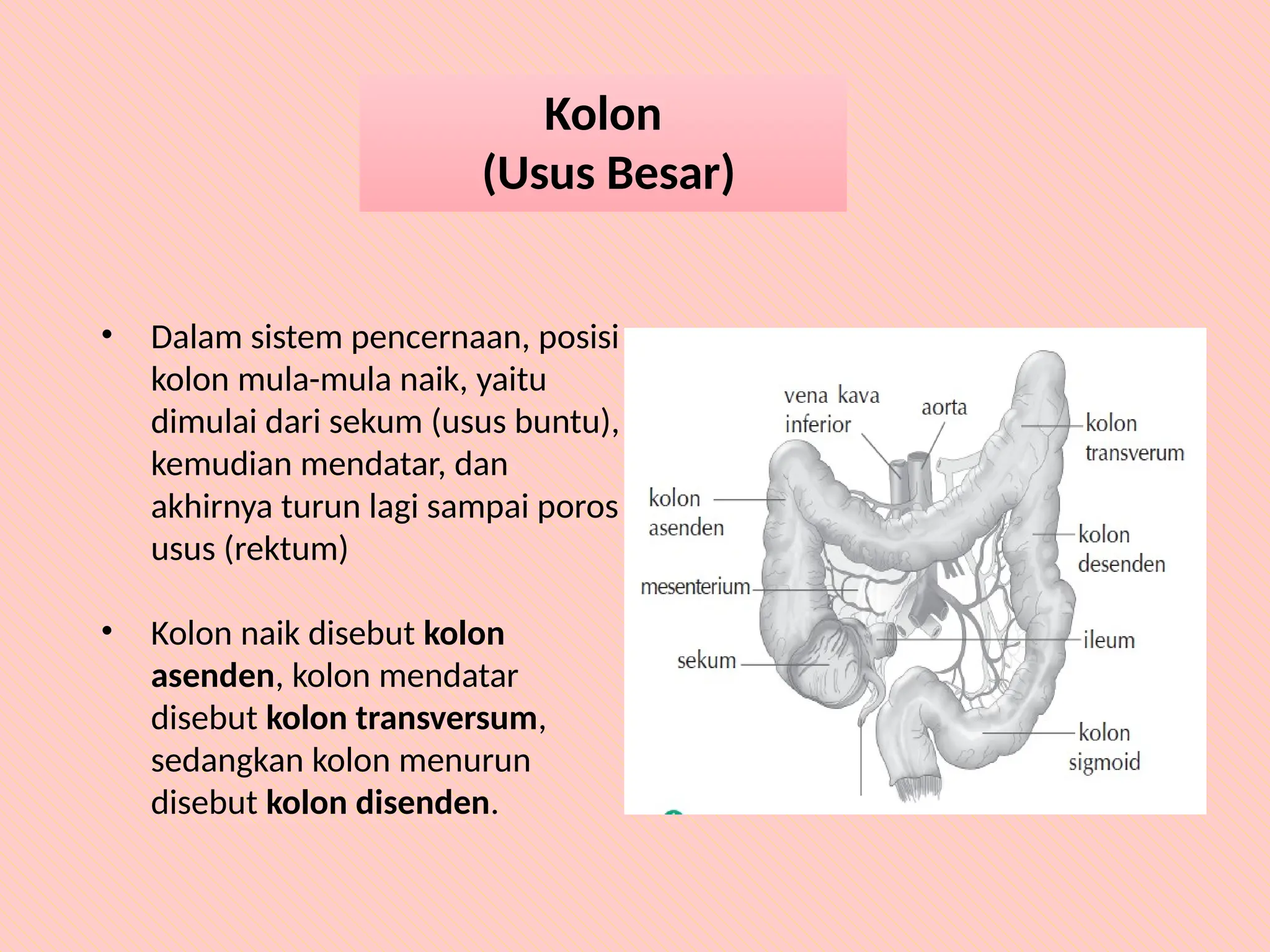 Sistem Pencernaan Makanan pada Manusia.pptx