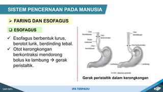 Bab 5 Sistem Pencernaan Pada Manusia.pdf