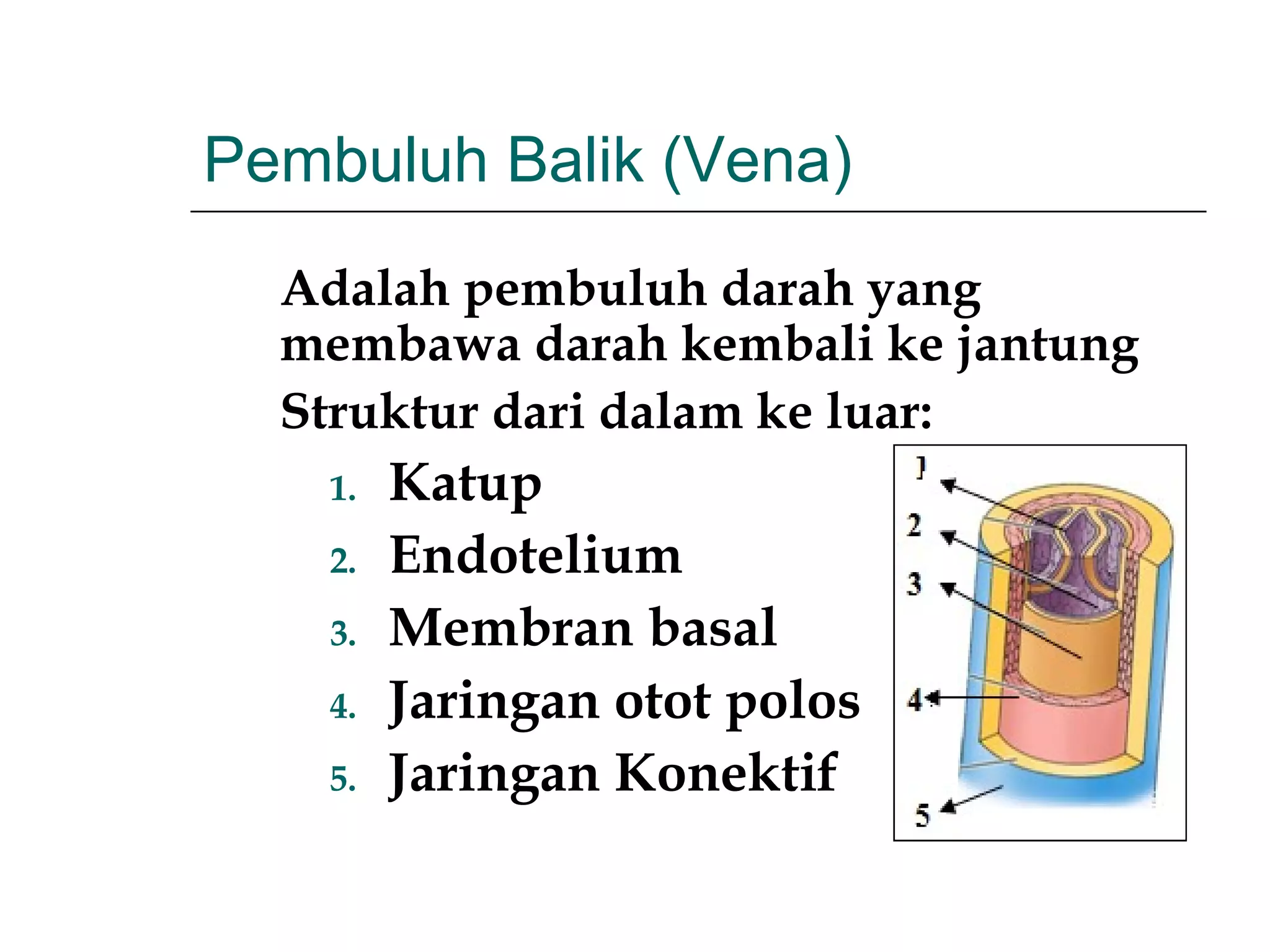Sistem Peredaran Darah - Biologi SMA Kelas XI | PPT