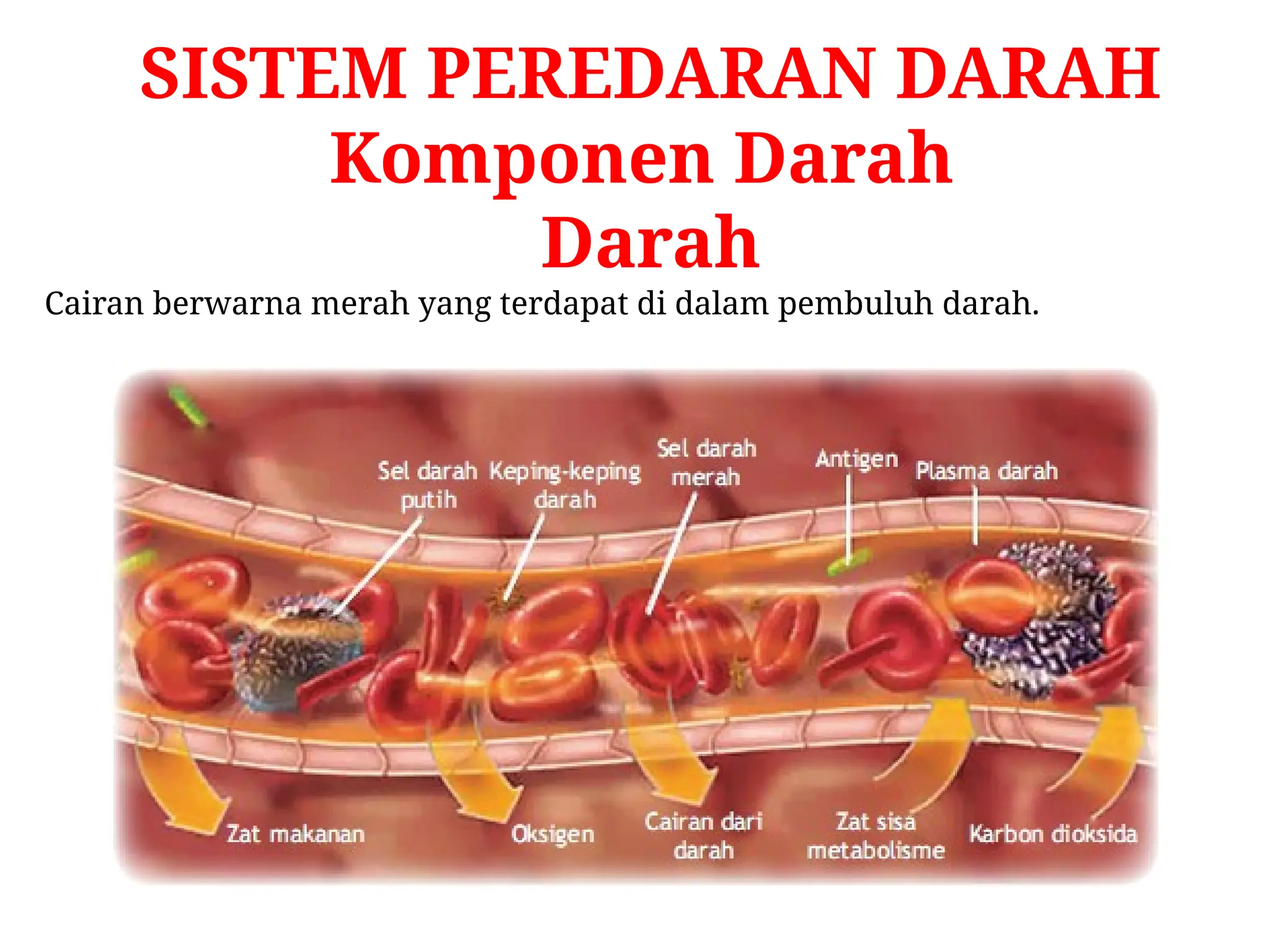 Bab 5 Sistem Peredaran Darah PPT Indah Banget | PPTX