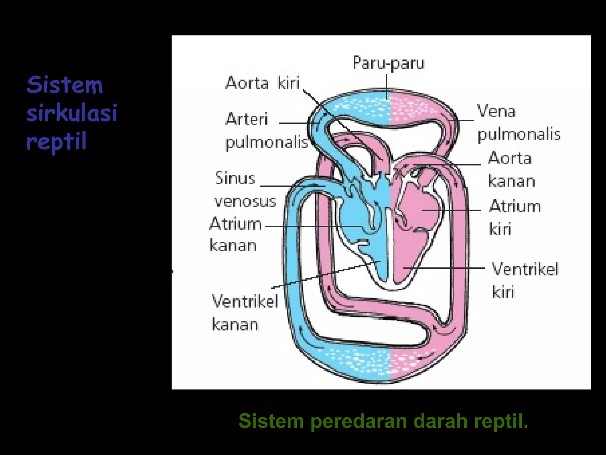 Bab 5 sistem sirkulasi | PPT