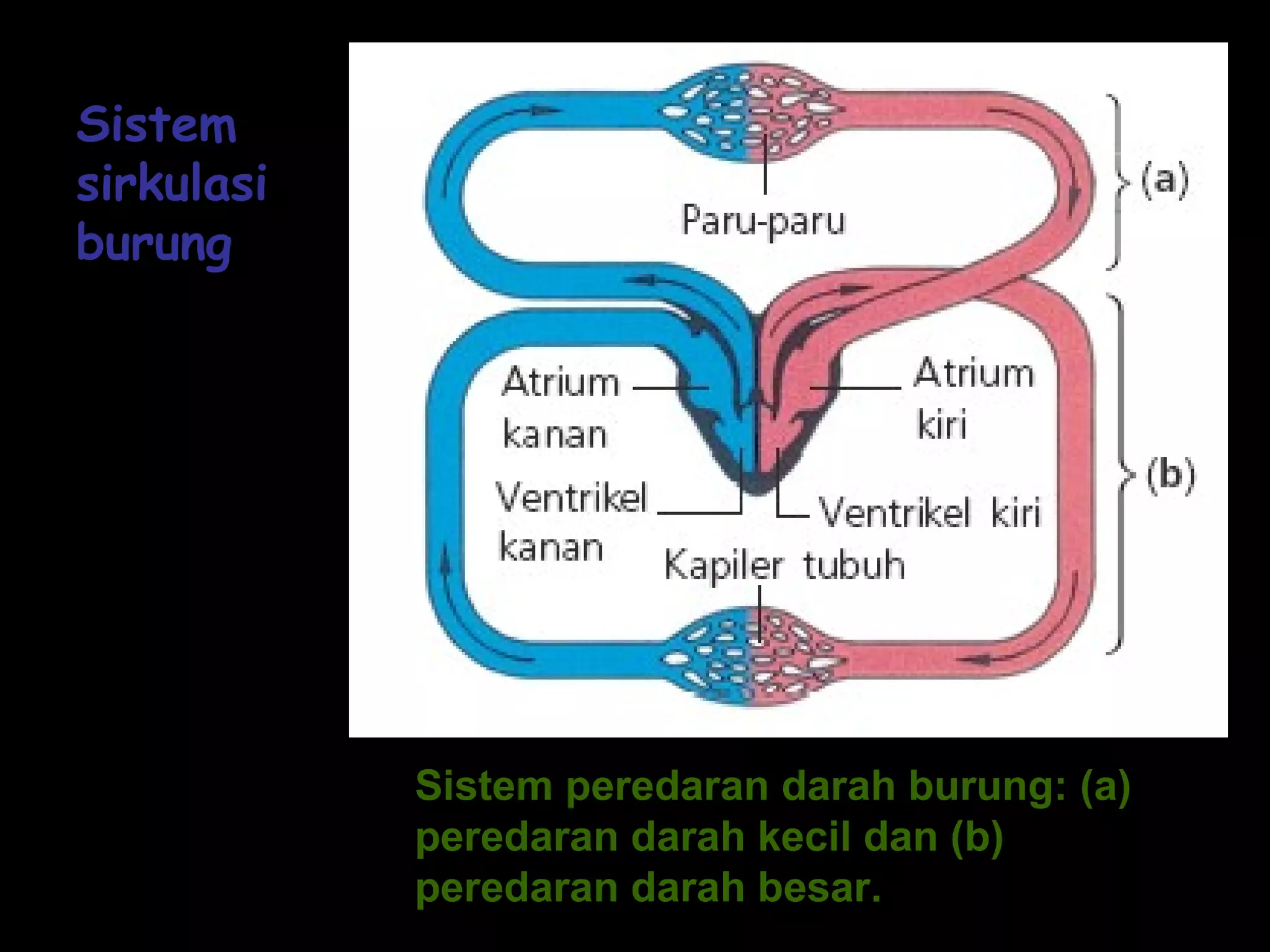 Bab 5 sistem sirkulasi | PPT
