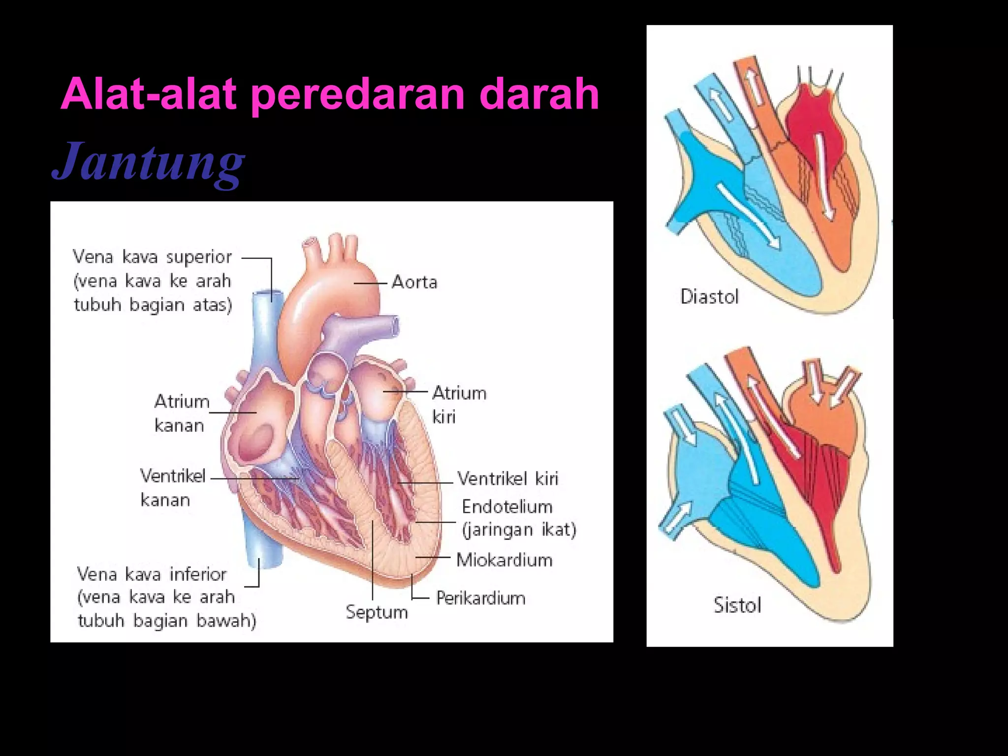 Bab 5 sistem sirkulasi | PPT