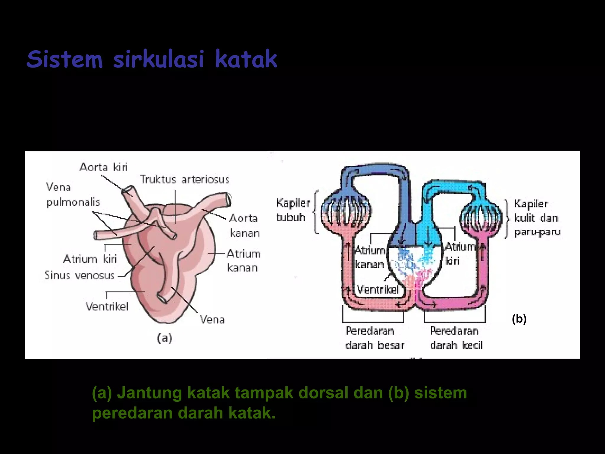 Bab 5 sistem sirkulasi | PPT