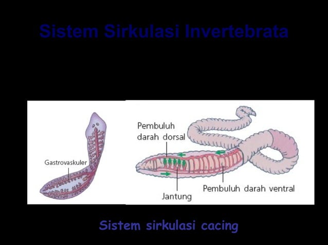 Bab 5 sistem sirkulasi | PPT