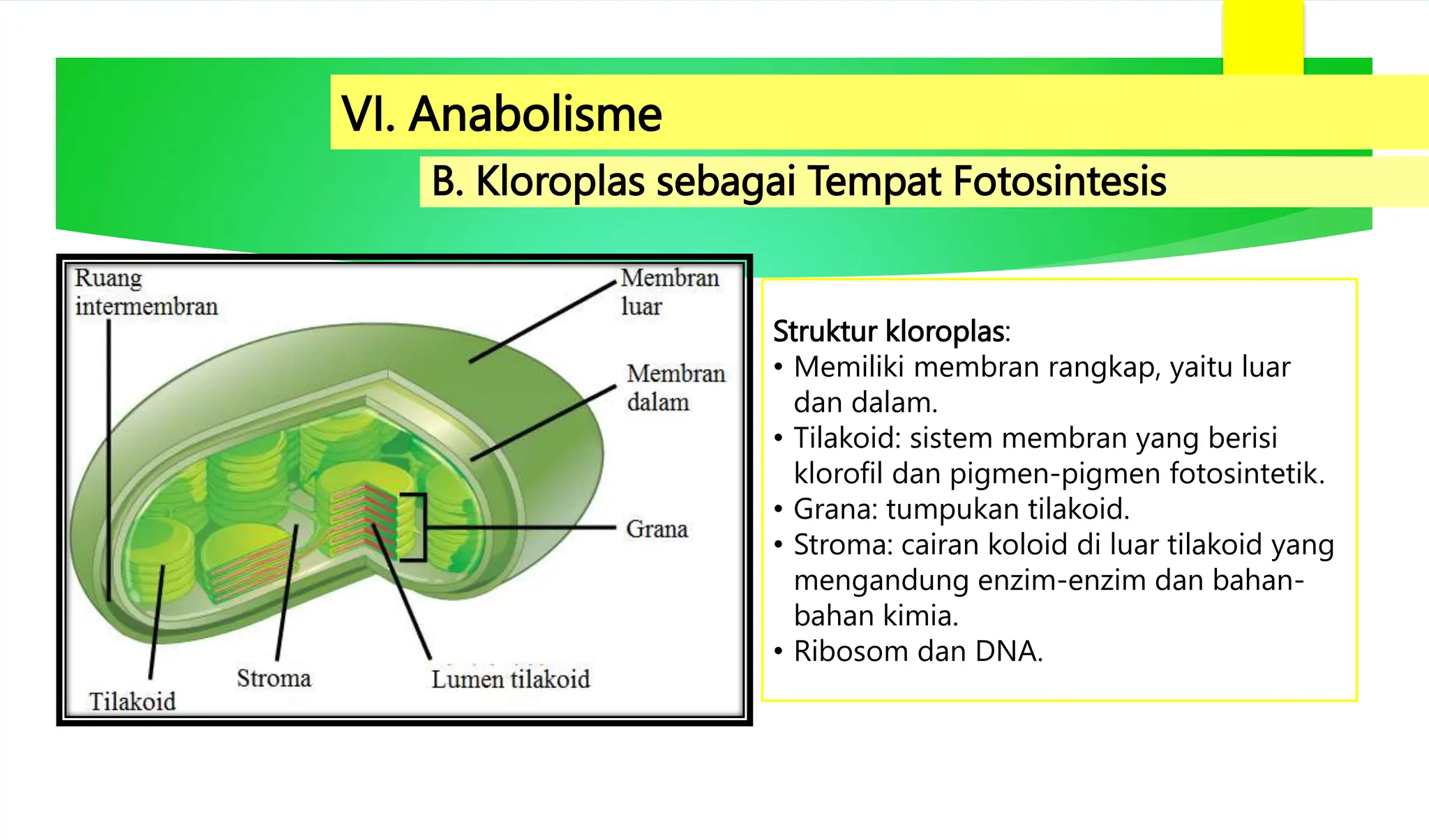 PPT MATERI ANABOLISME KELAS XII SMA .pptx