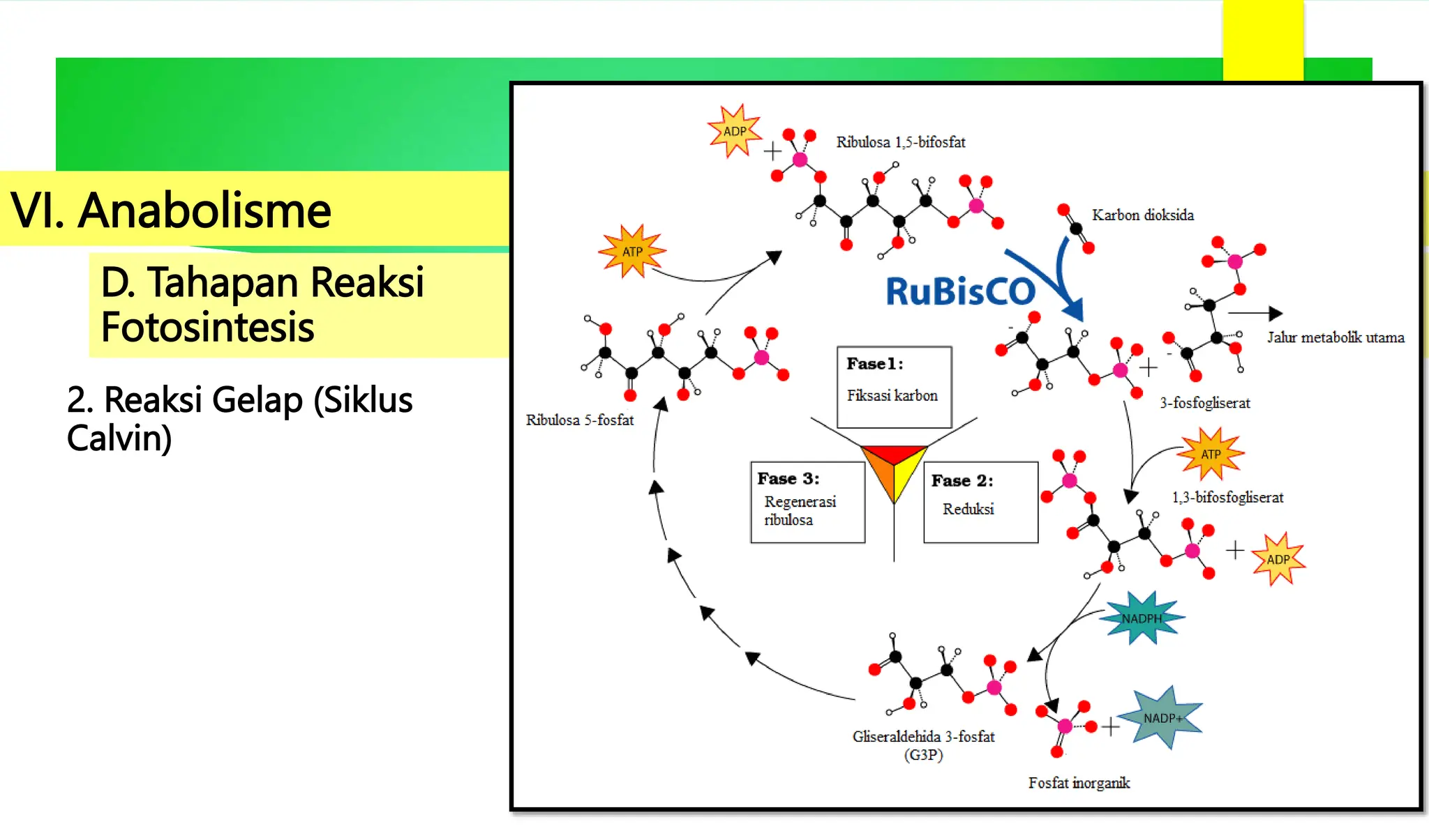 PPT MATERI ANABOLISME KELAS XII SMA .pptx