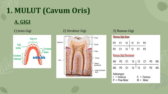 Bab 6. Sistem pencernaan kls 11-fix (layout) ys.pdf