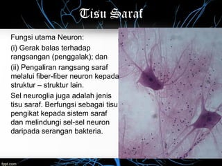 Bab 6 - Anatomi & Fisiologi (1).pdf