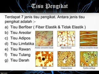 Bab 6 - Anatomi & Fisiologi (1).pdf