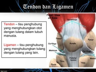 Bab 6 - Anatomi & Fisiologi (1).pdf