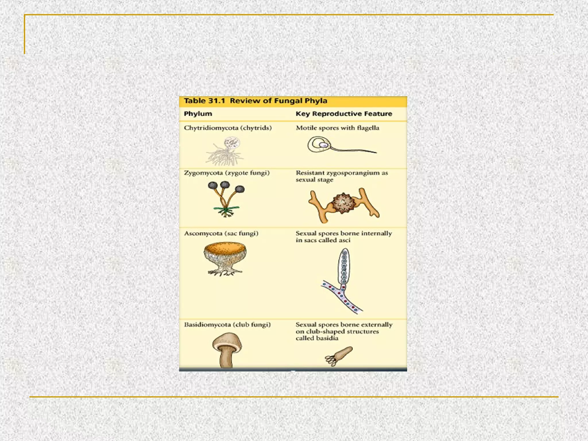 PPT FUNGI | PPT