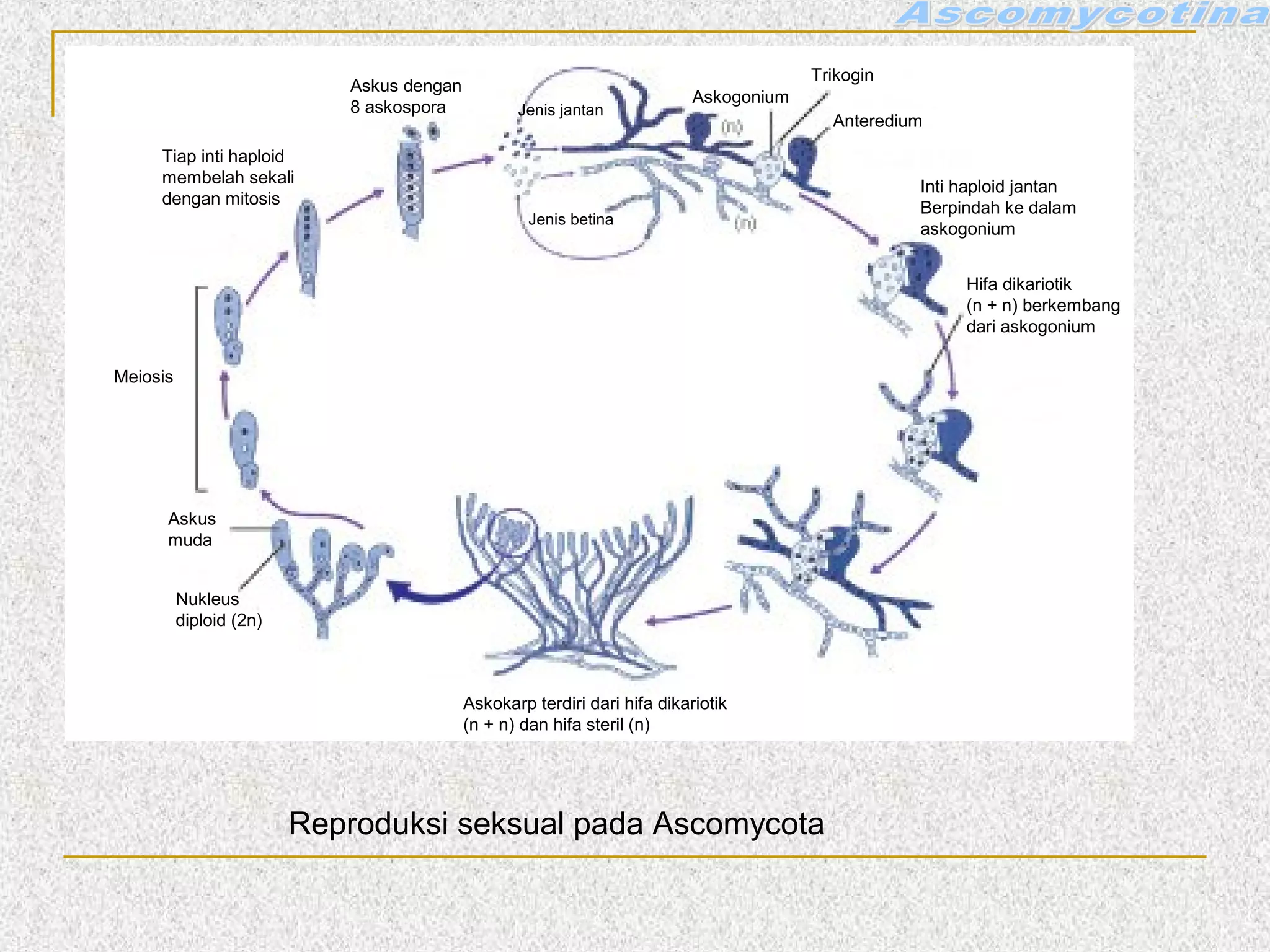 PPT FUNGI | PPT