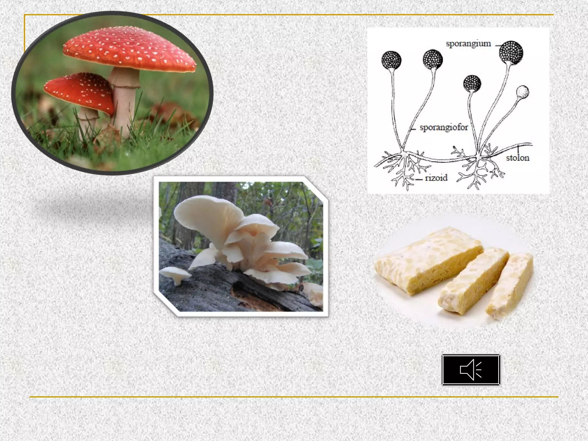 PPT FUNGI | PPT