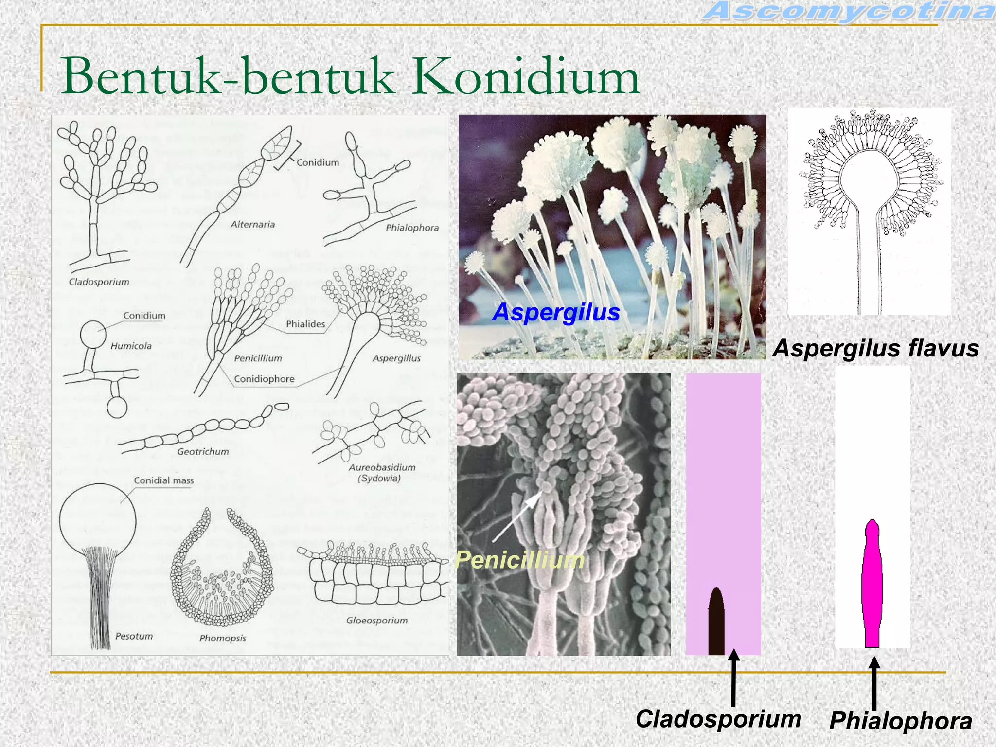 PPT FUNGI | PPT