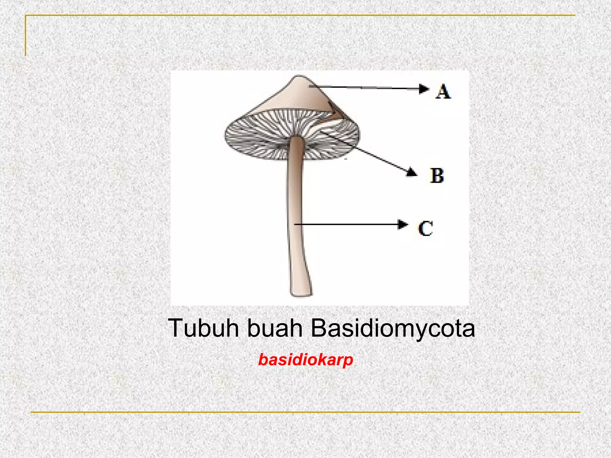 PPT FUNGI | PPT