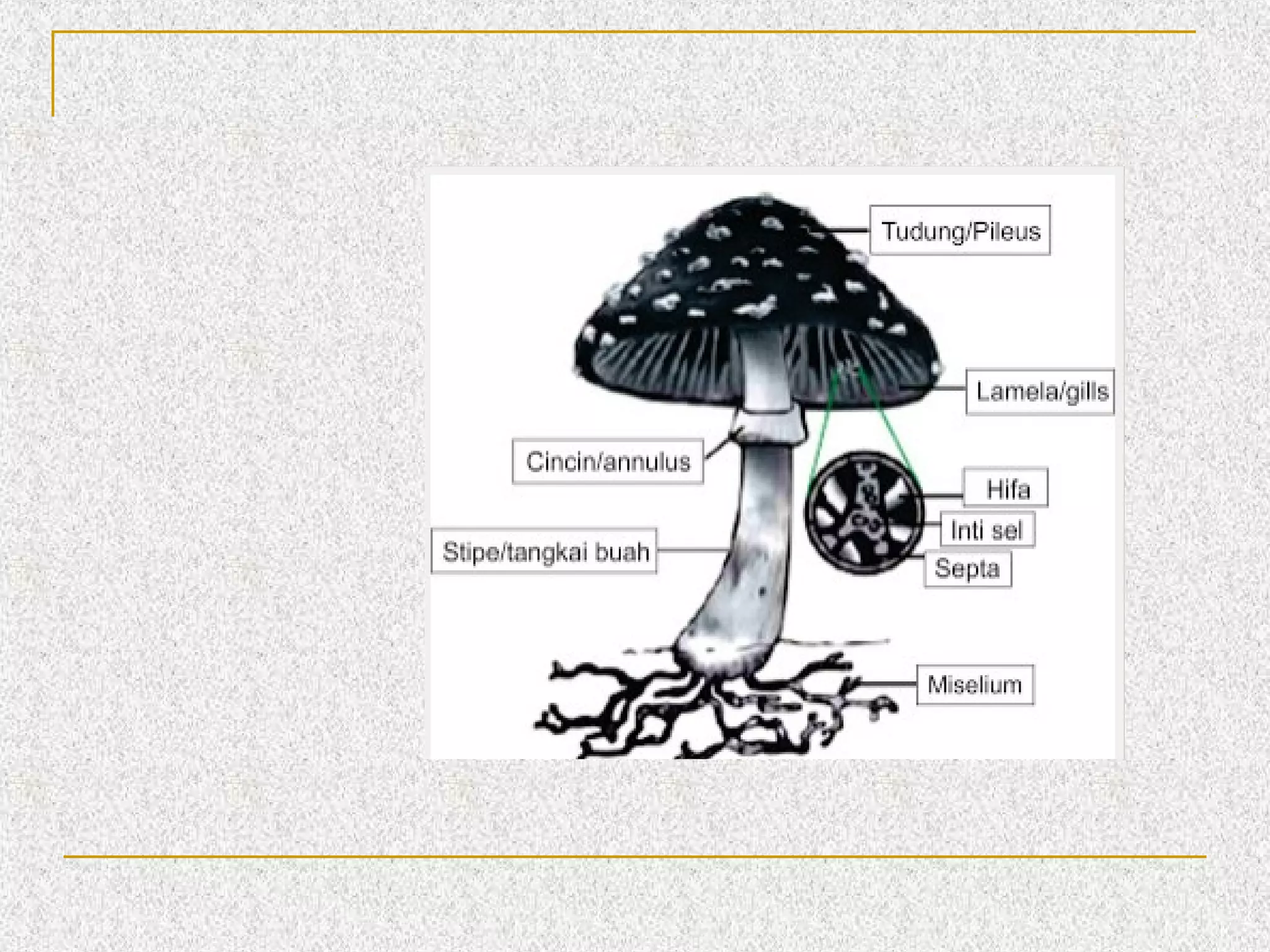 PPT FUNGI | PPT