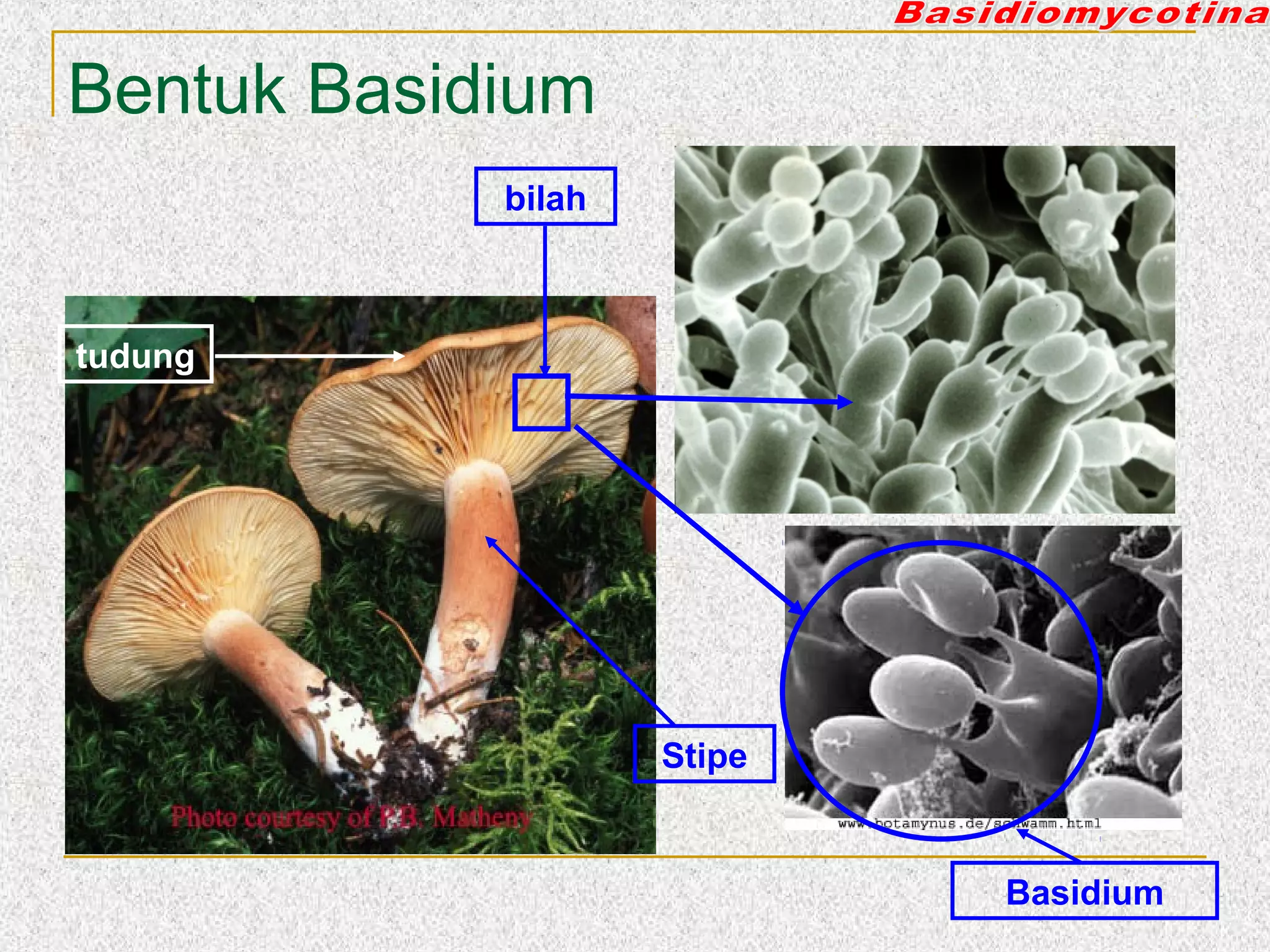 PPT FUNGI | PPT