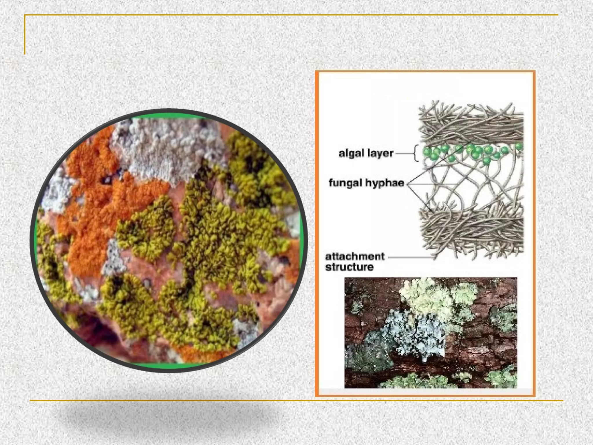 PPT FUNGI | PPT