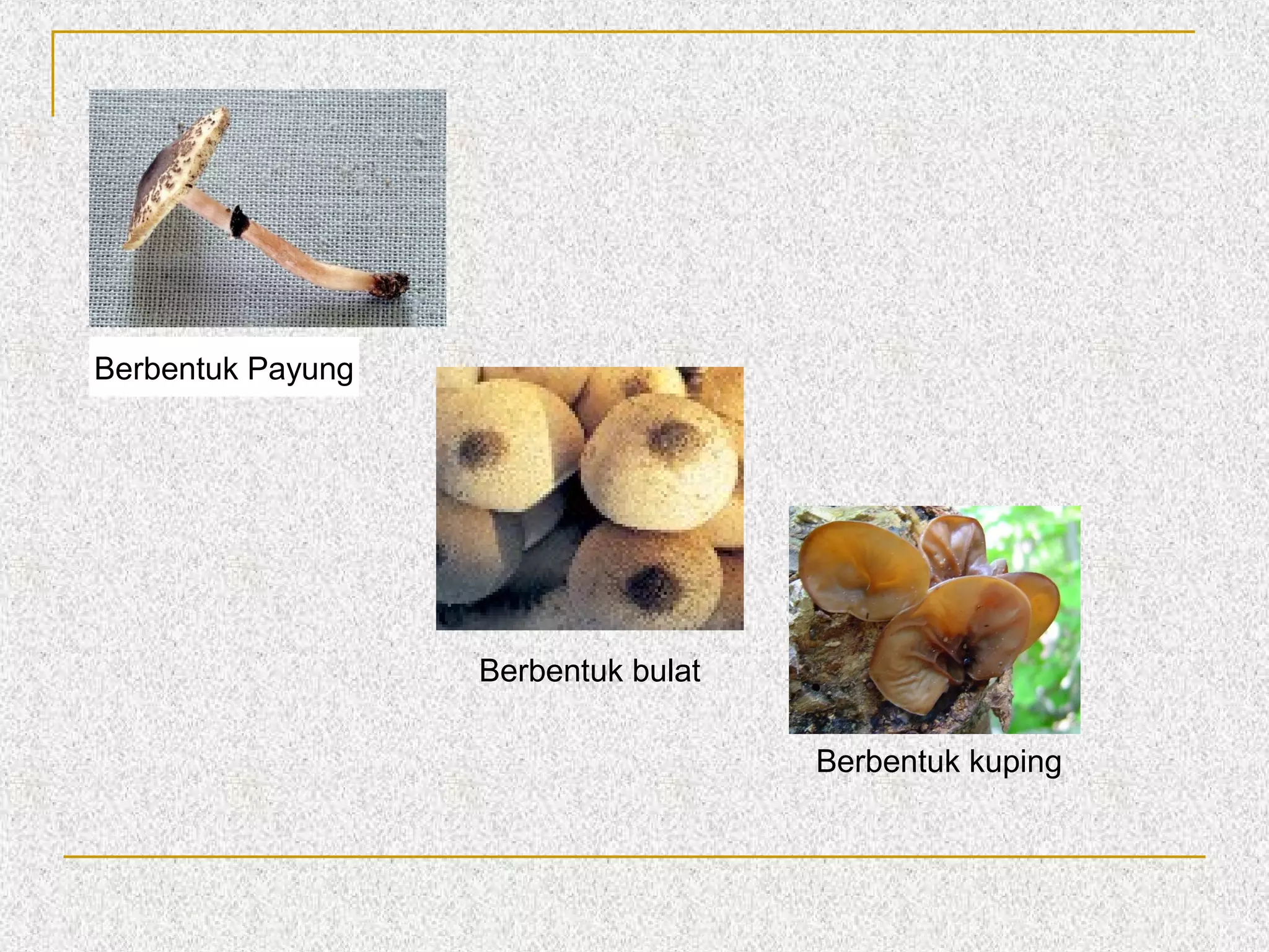 PPT FUNGI | PPT