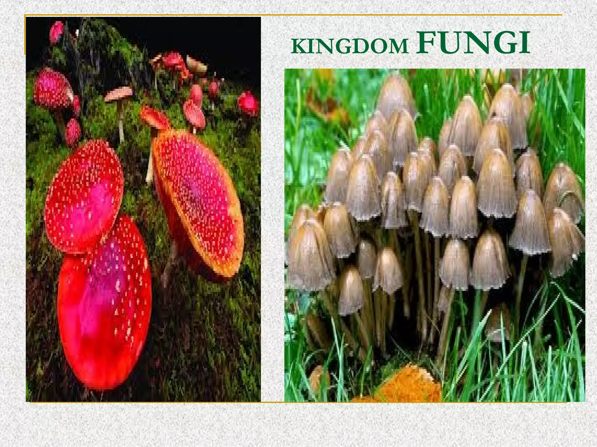 KINGDOM FUNGI | PPT