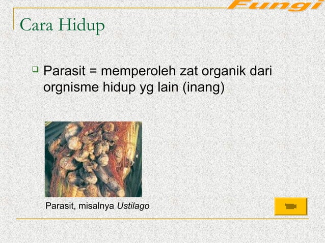 PPT FUNGI | PPT