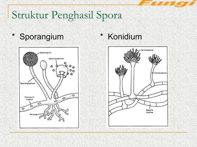 PPT FUNGI | PPT