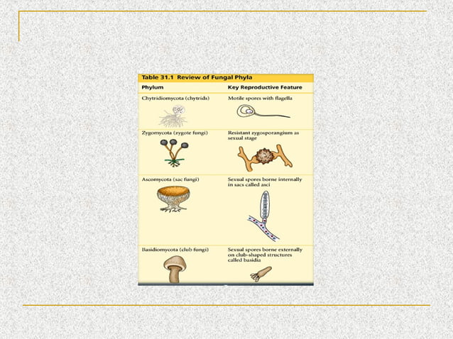 PPT FUNGI | PPT