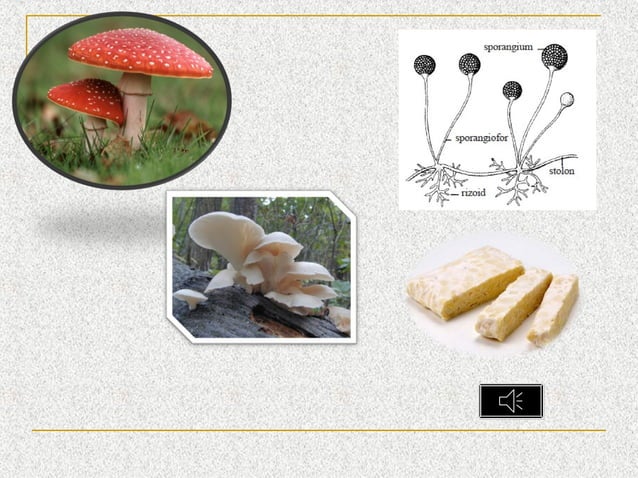 PPT FUNGI | PPT