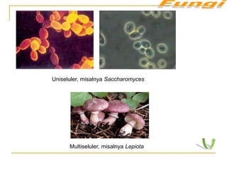 Bab 6 fungi | PPT