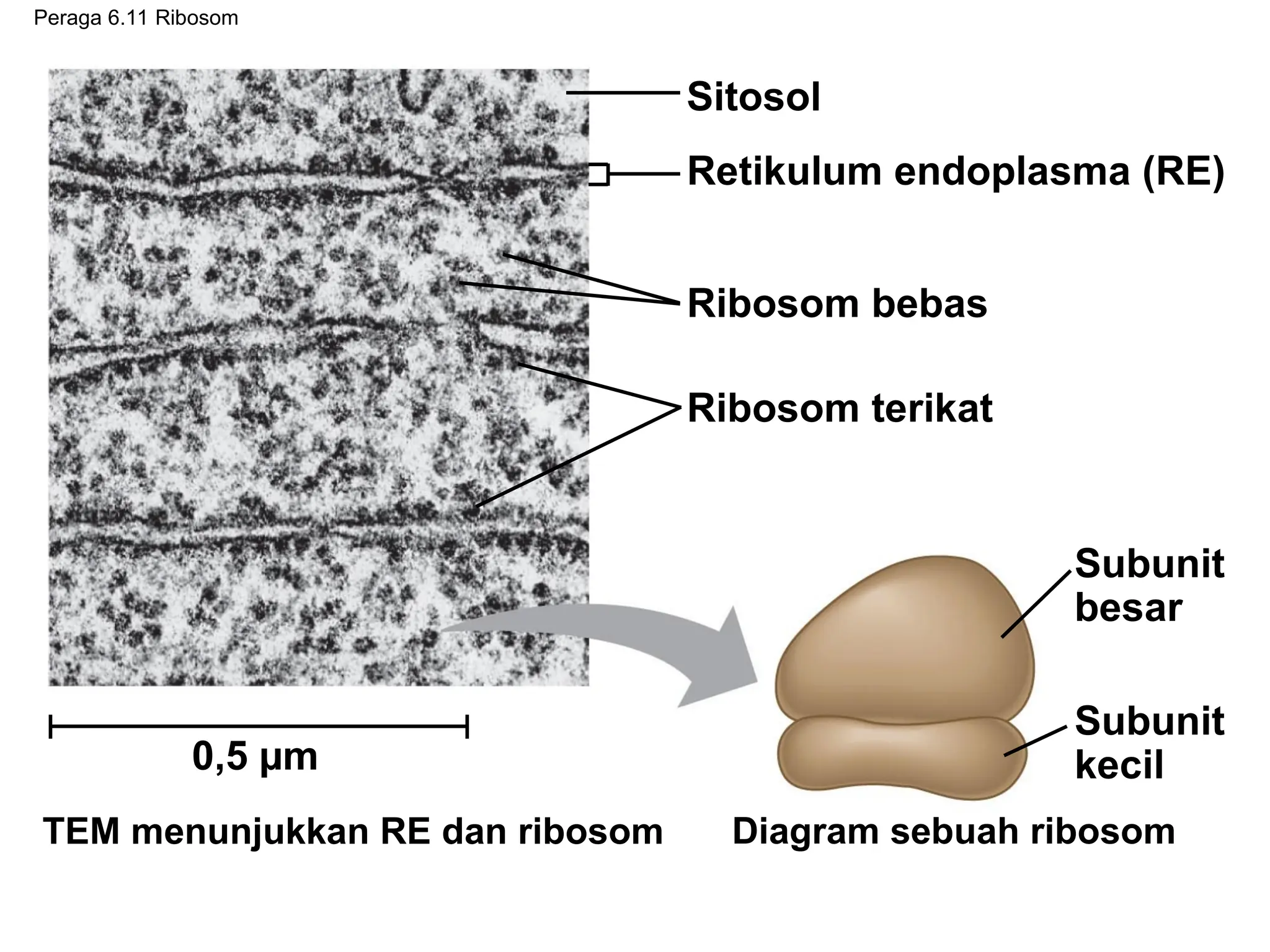Bab 6 Menjelajahi Sel pendidikan biologi | PPT