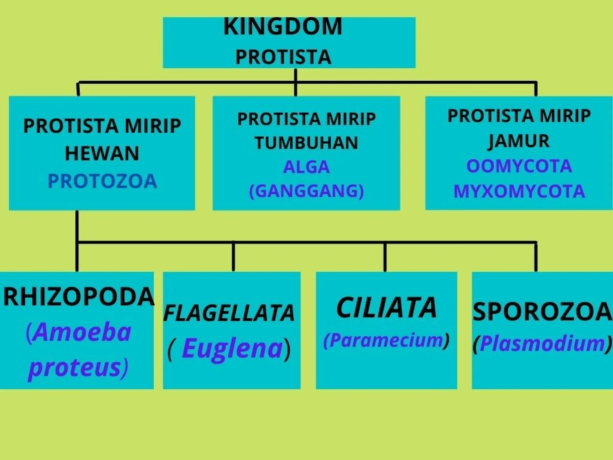 Bab 6 Protista.BIOLOGI KELAS X FASE Epptx | PPTX