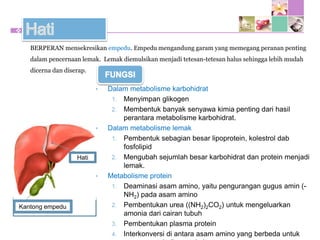 Sistem Pencernaan | PPTX