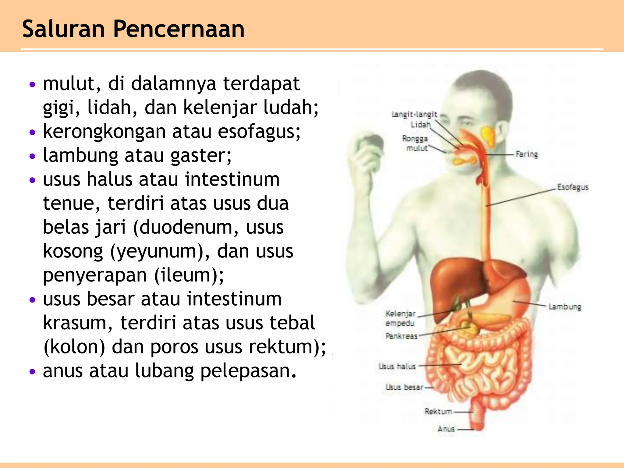 Bab 6 BIOLOGI SISTEM PENCERNAAN MAKANAN.ppt