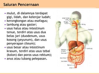 Bab 6 BIOLOGI SISTEM PENCERNAAN MAKANAN.ppt