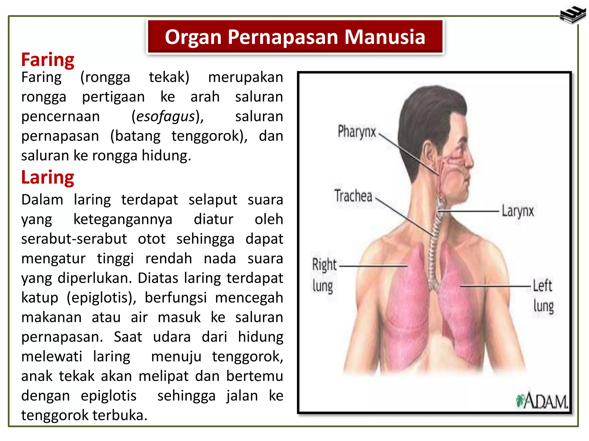 Bab 6 Sistem Pernapasan.pptx