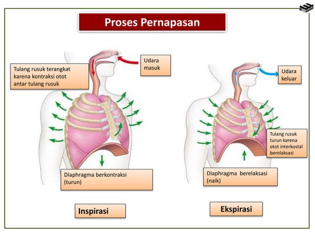Bab 6 Sistem Pernapasan.pptx